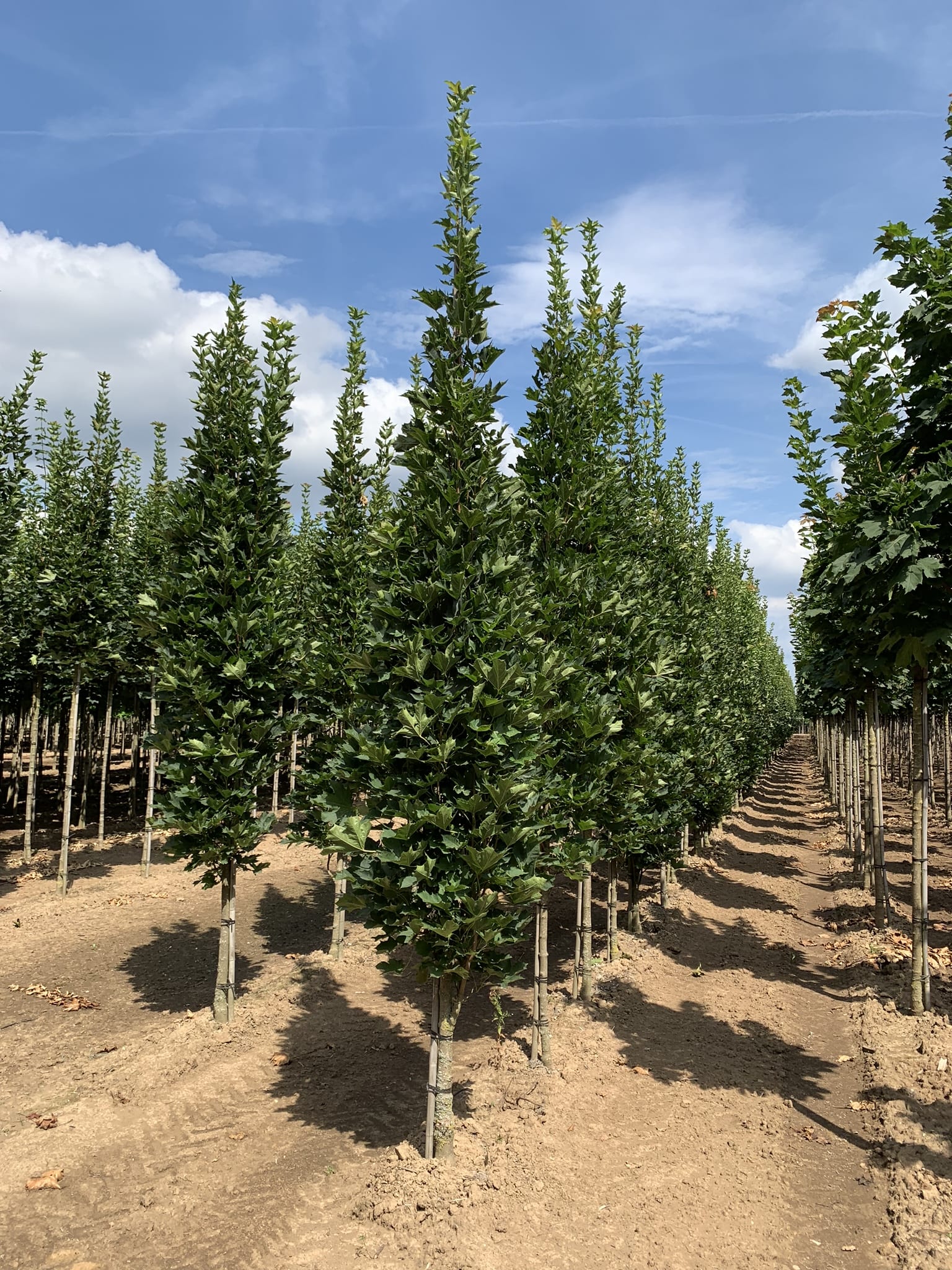 Acer platanoides ‘Mauritz Upright’® | Columnar Norway maple ...